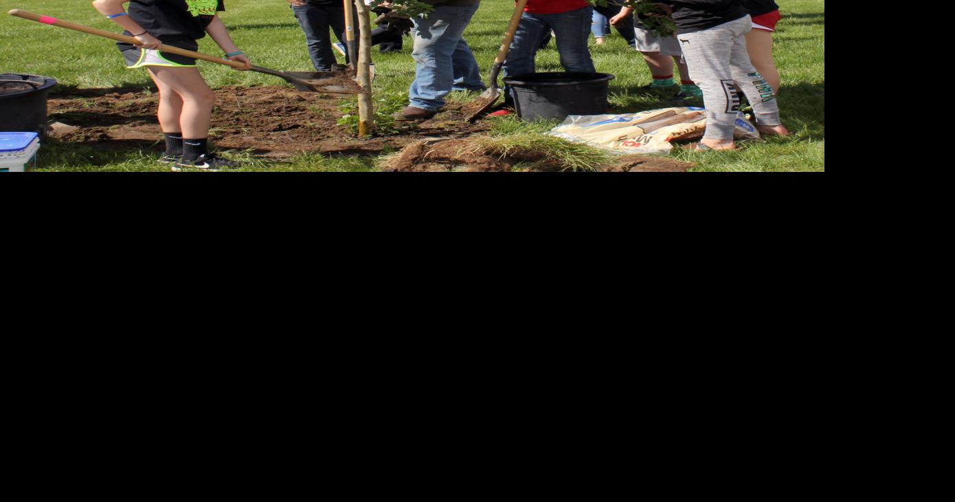 New trees dot the 46th parallel through Butte