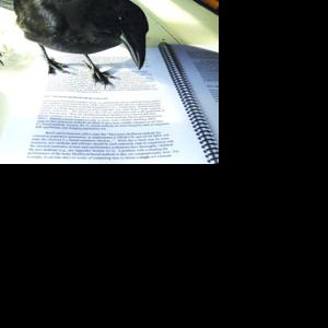 Search on for missing raven