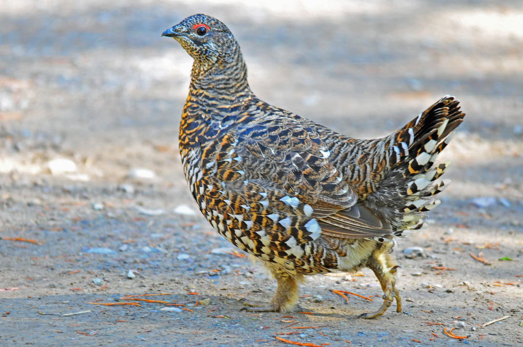 Montana Birding: Observing grouse is luck as much as skill | Local ...
