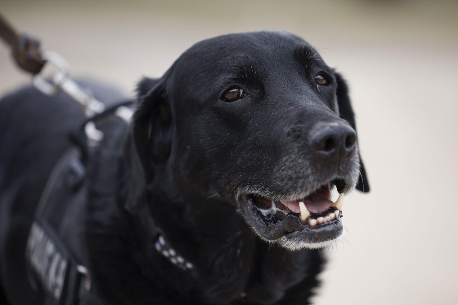 Butte police dog Blue retiring
