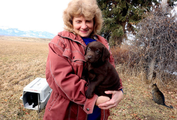 Attempts to license dog breeders again fail to advance in Legislature