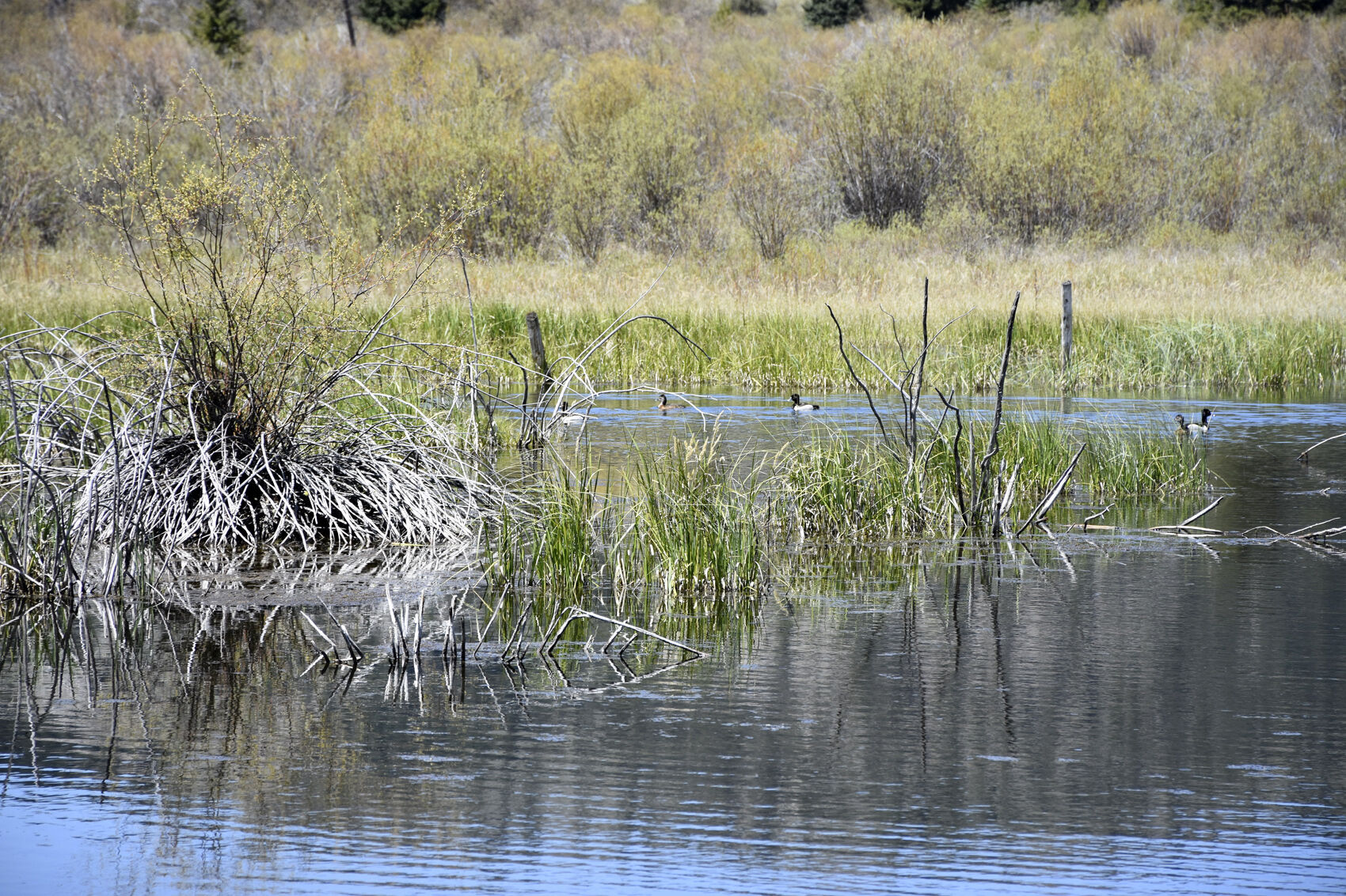 Moonbase Woods subdivision near Anaconda gets early nod
