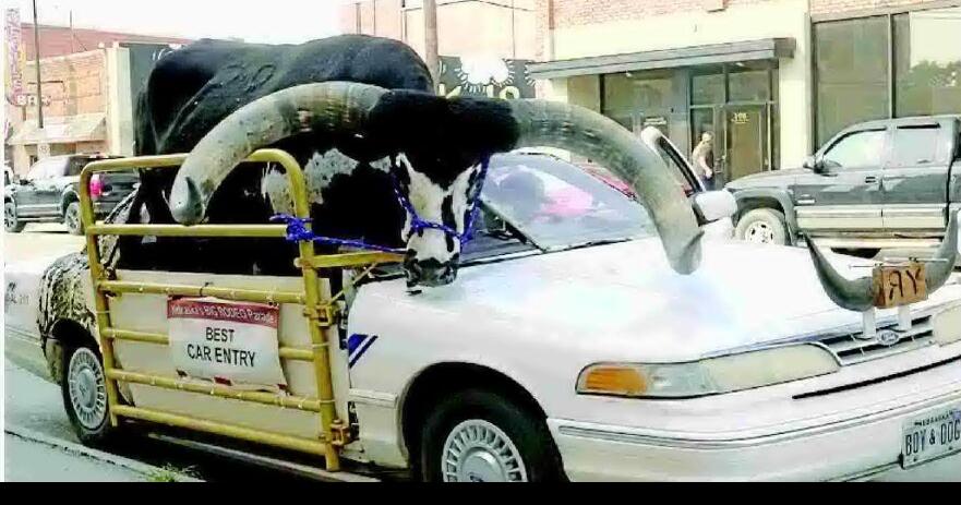 Bucking the law: Driver had bull riding shotgun