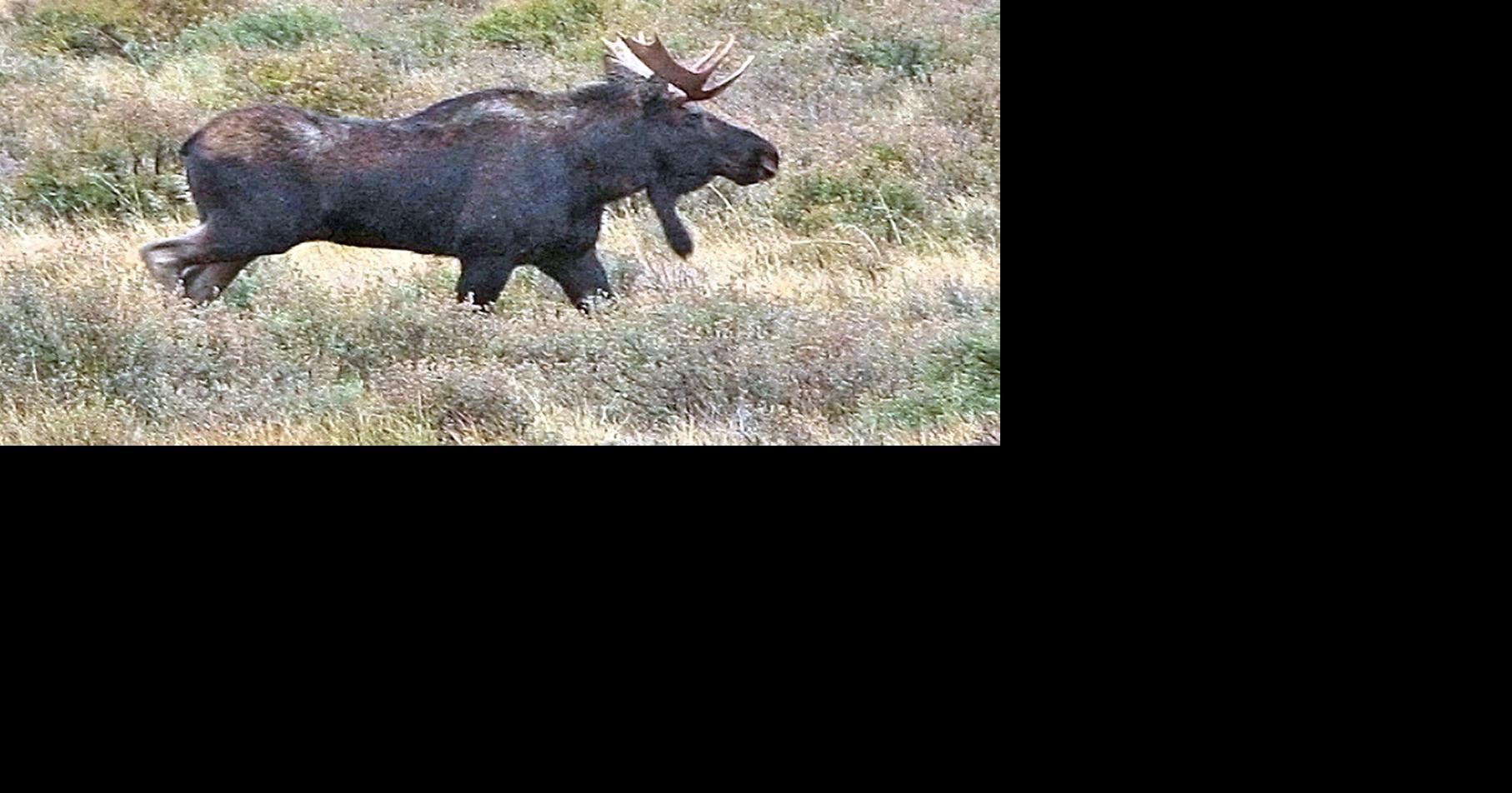 Hiker injured in surprise encounter with moose