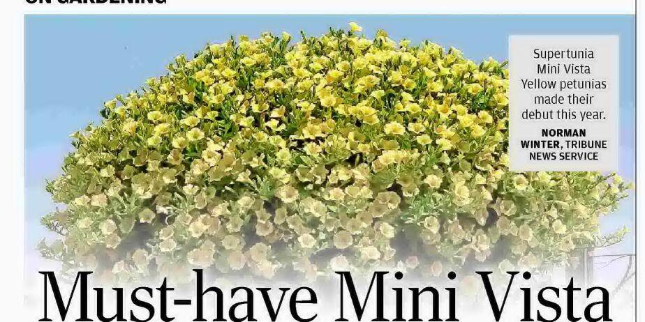 Must-have Mini Vista