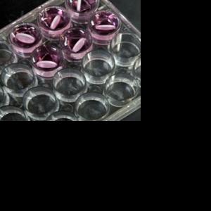 Busting the germ gang