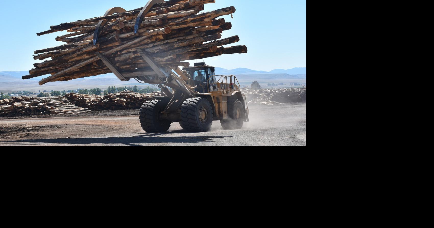 BLM solicits bids for timber sale north of Wise River