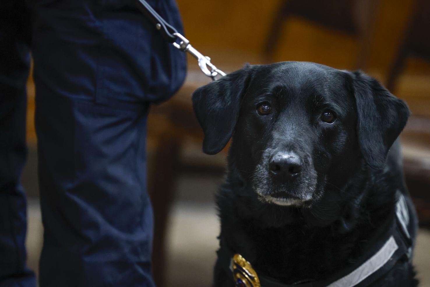 Blue retires as Butte police dog