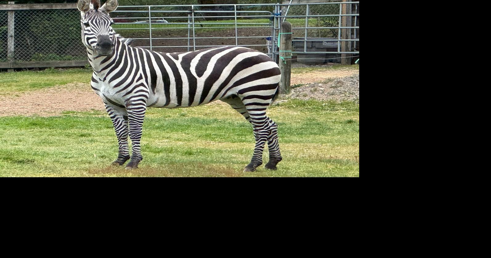 Opportunity woman violated state law when importing zebras