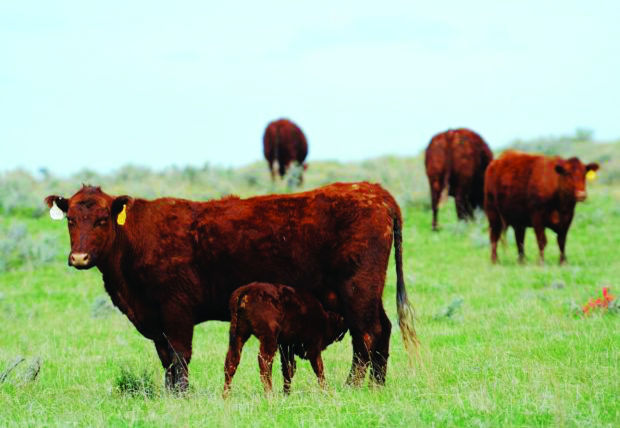 Back to the pasture: Ranchers feel grass-fed beef healthier, tastier