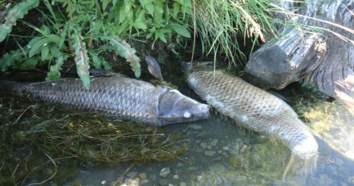 Hundreds of dead carp floating in Holter Reservoir; FWP doesn't know ...