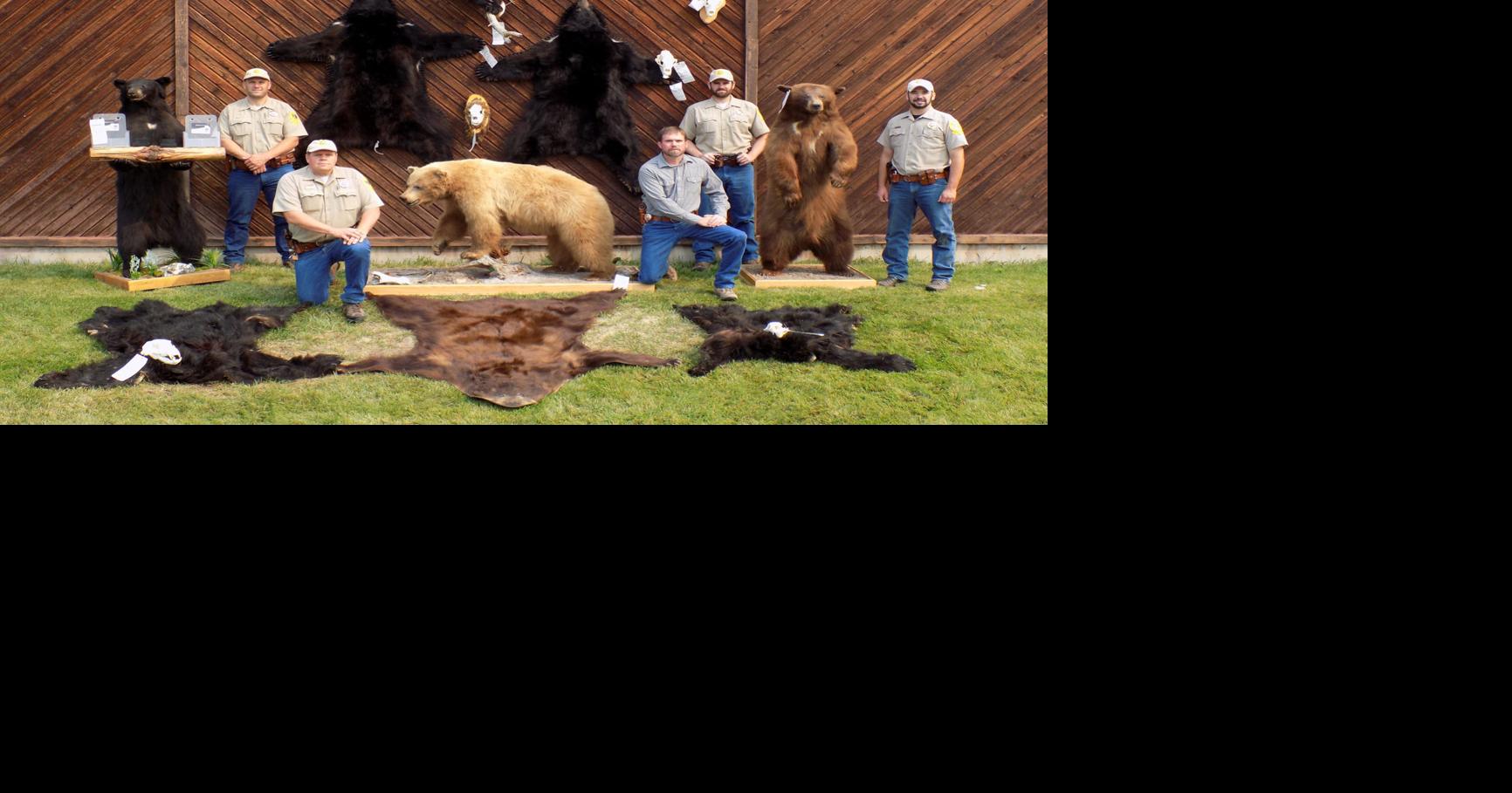 Ringleader of Montana's largest bear poaching case banned from hunting ...