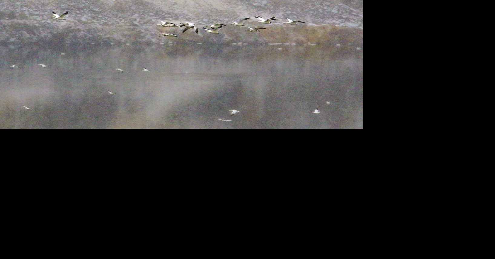 Migrating snow geese land in Berkeley Pit water — and survive
