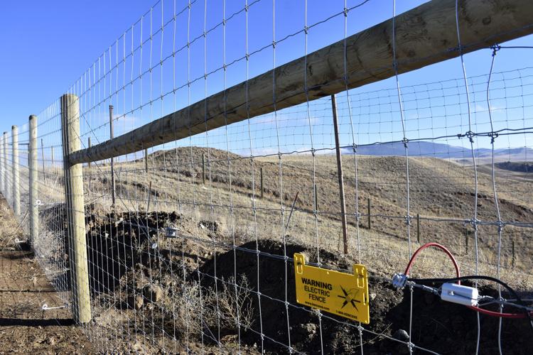 New fence at Powell County landfill built to exclude griz