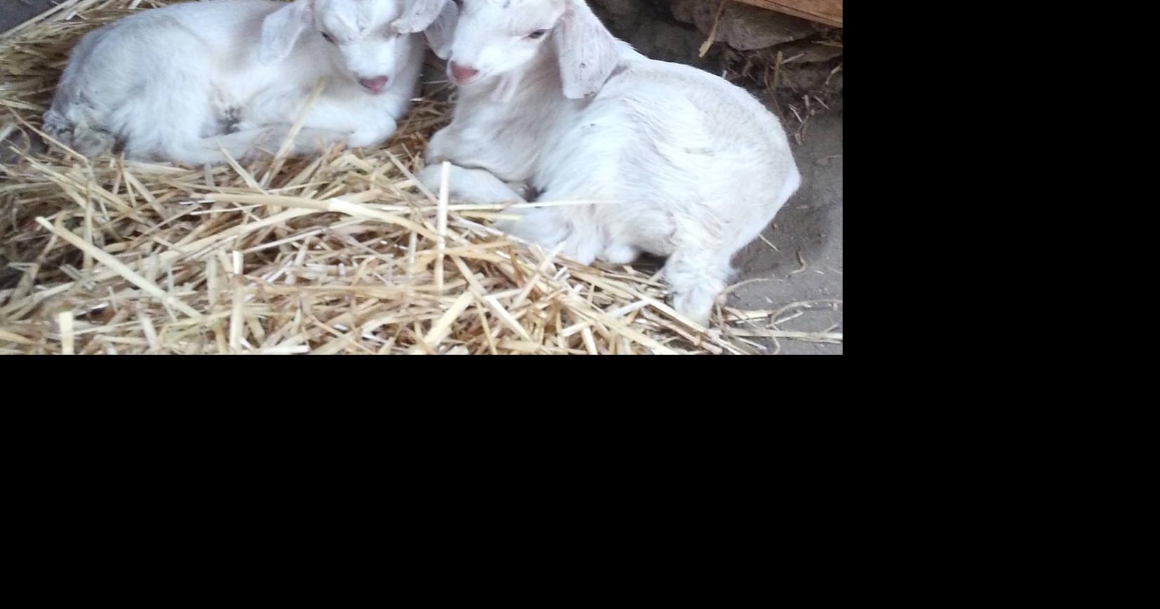Five baby goats shot and killed in Butte; police look for evidence