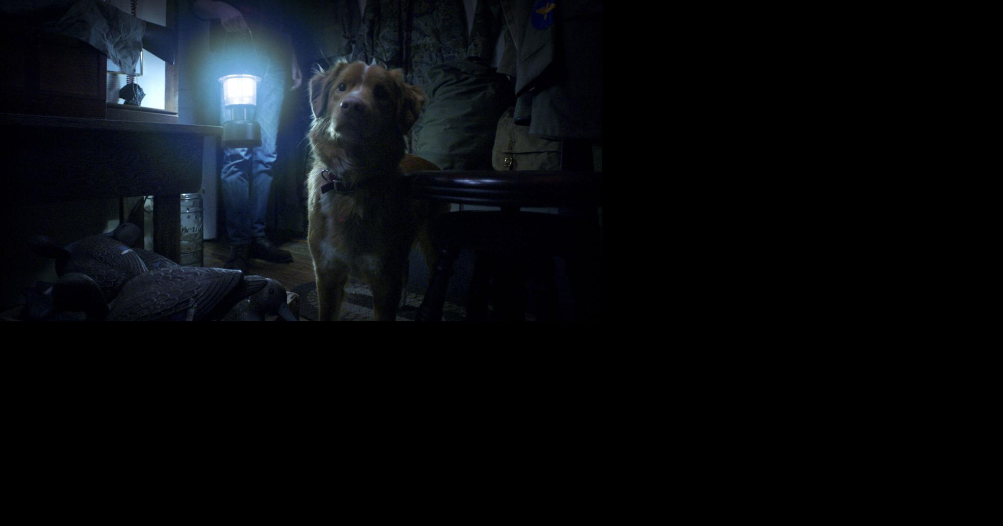 MSU professor's dog makes history in horror film genre