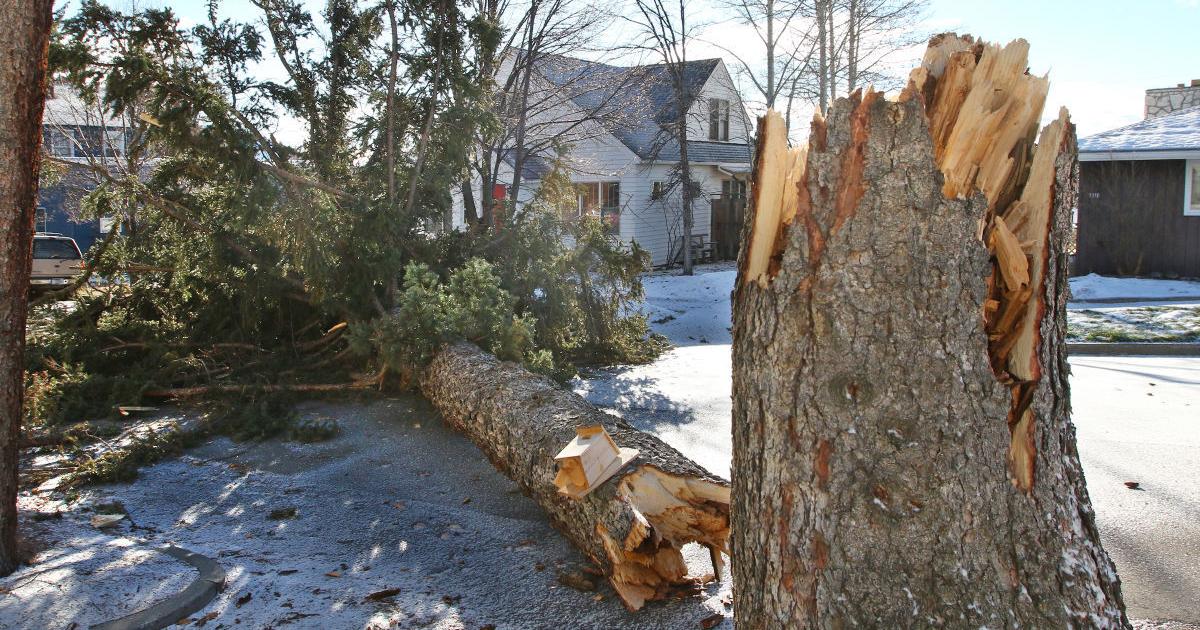 High winds topple trees, one hits car on West Side