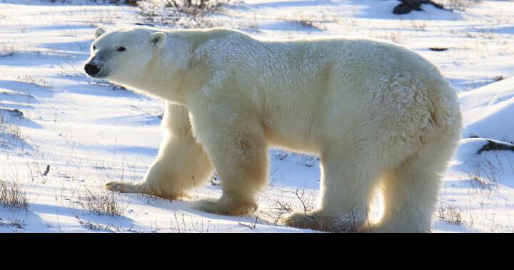 And the bear kept coming: Adventures with a legendary Montana bear ...