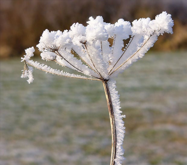 Hoarfrost creates magical winter wonderland