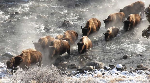 Yellowstone plans bison slaughter