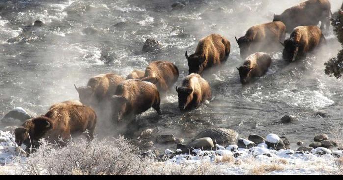 Yellowstone plans bison slaughter