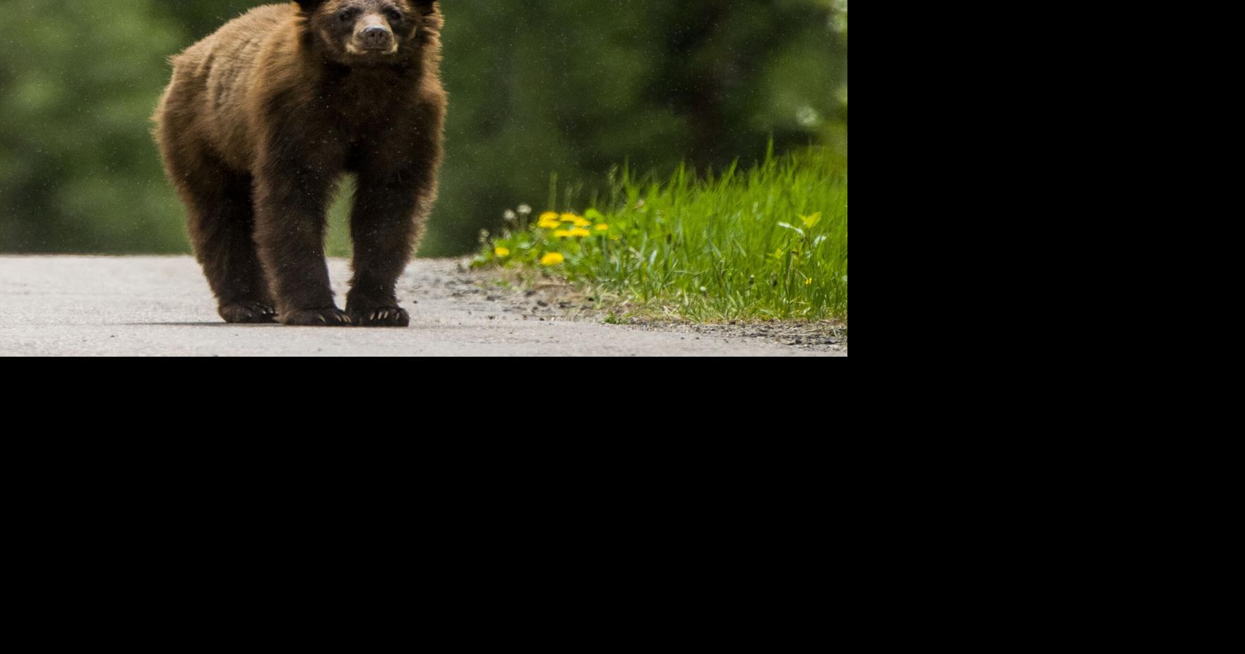 FWP warns of high bear activity in southwest Montana