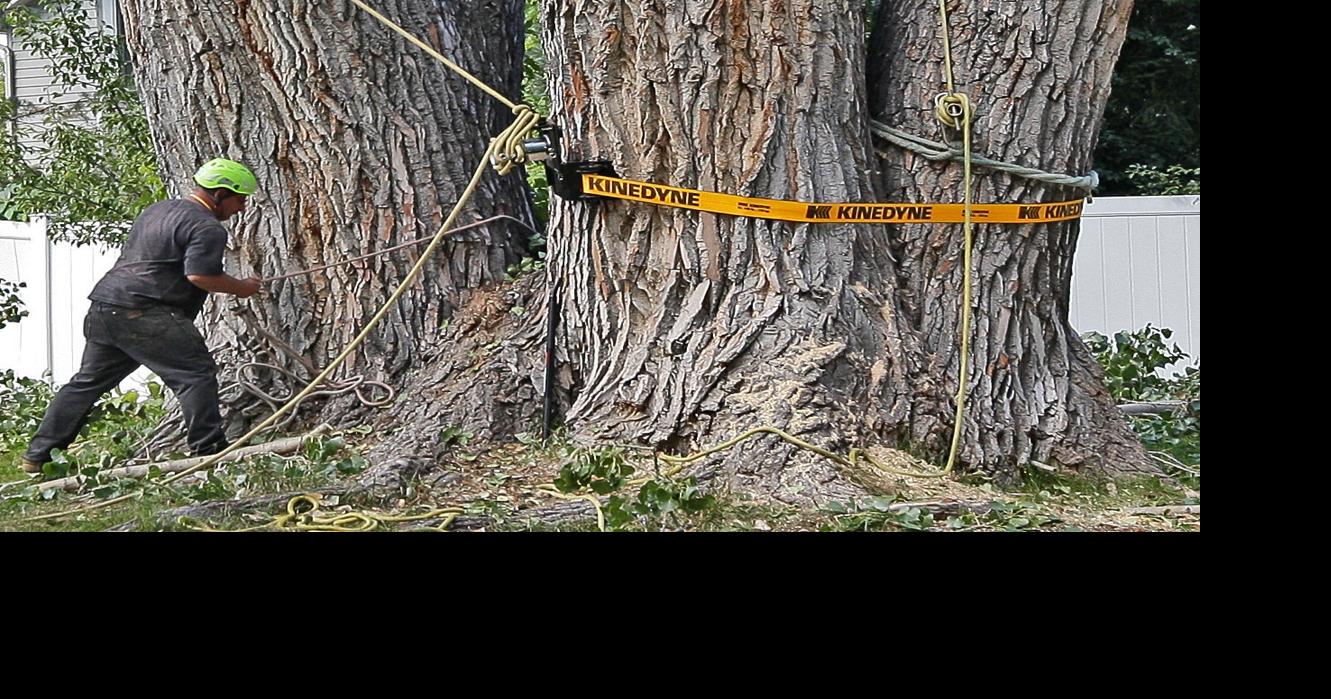 Historic cottonwood gets new shot at life: Felled 100-foot tree to be ...