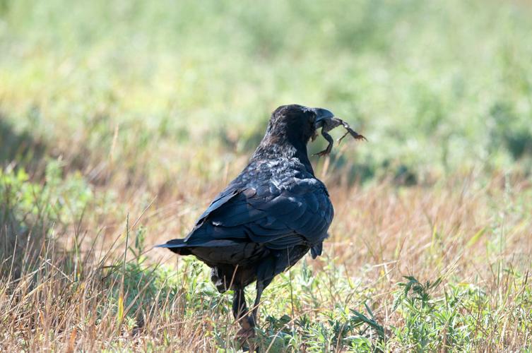 'Raven joy': As acrobats, croakers and tricksters big birds capture ...