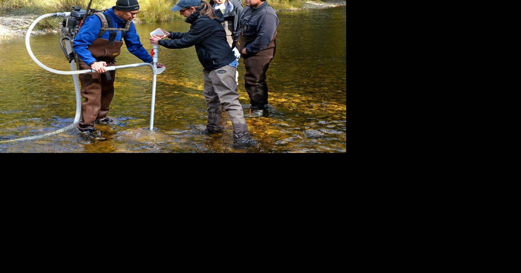 Nez Perce seed streams with chinook salmon eggs