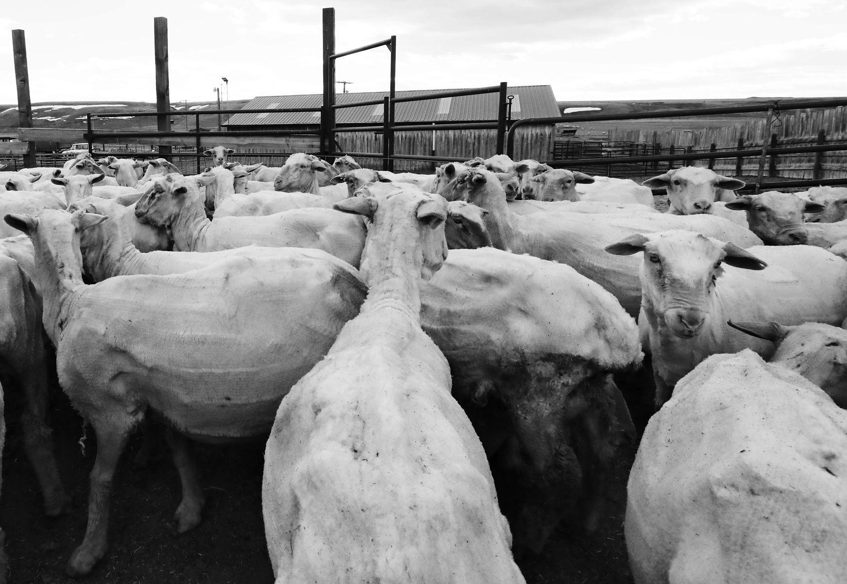 Photos: Dillon family celebrates 150-year tradition of sheep ranching ...