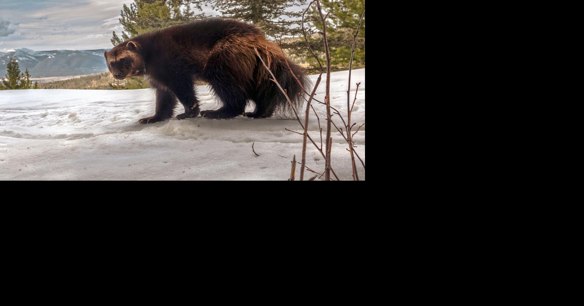 Reward now $21K for info on wolverine killed in SW Montana