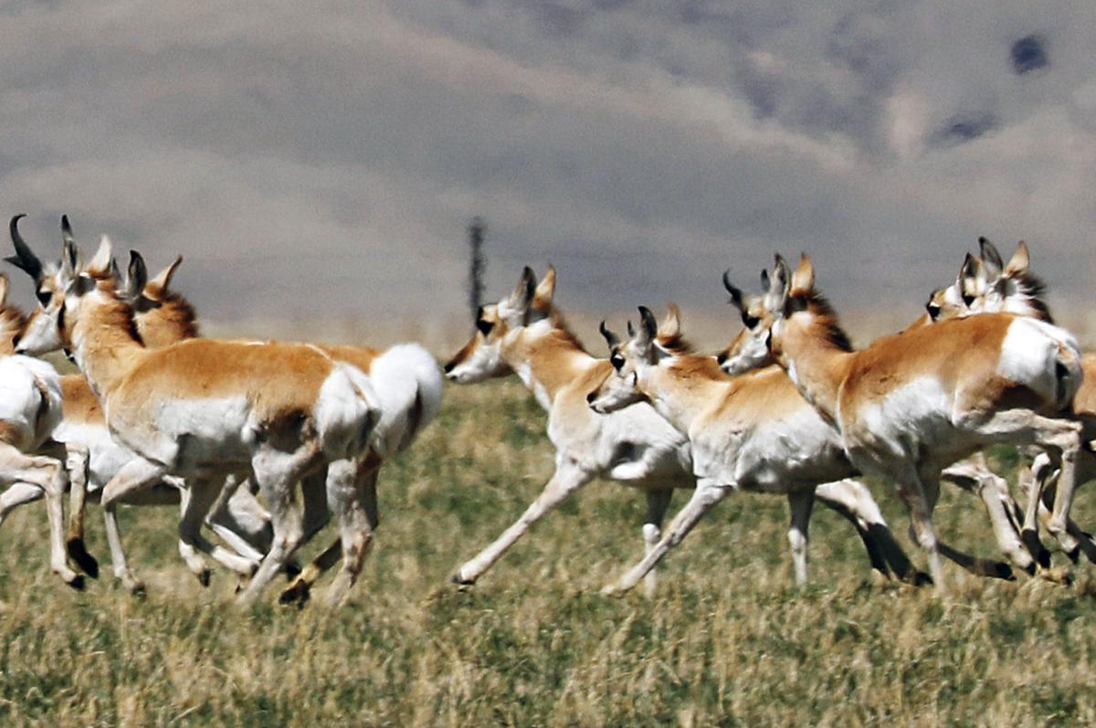 Spring arrives for animals in the Ruby Valley