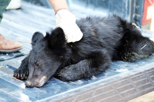 Burned bear cub doing well
