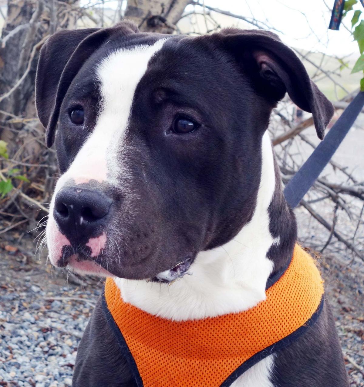 Pets of the Week | Local | mtstandard.com