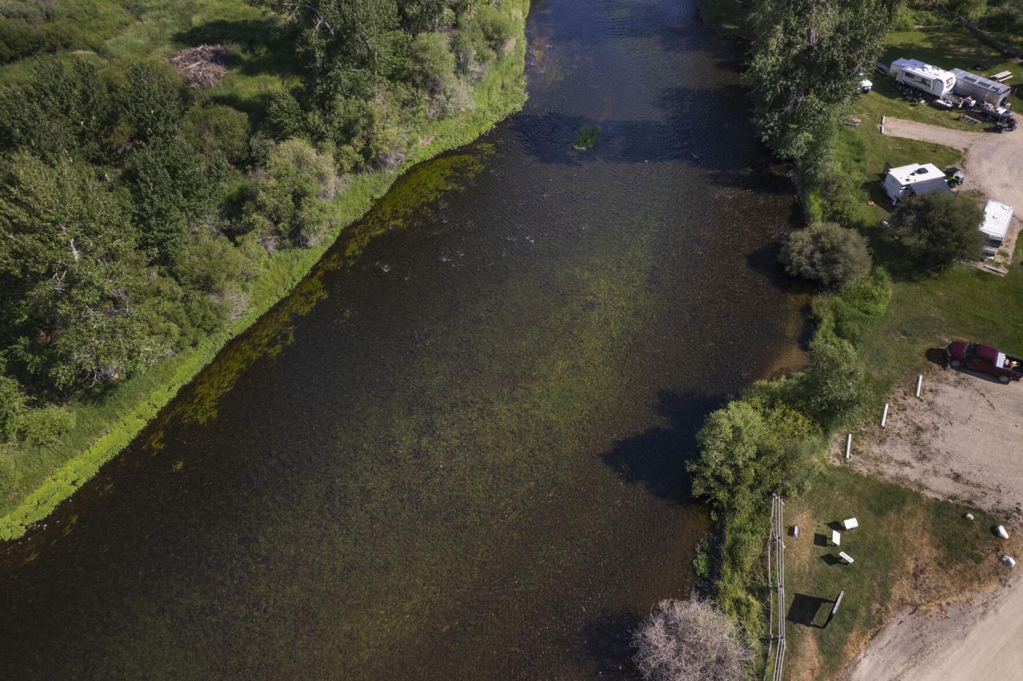 Algae blooms spell trouble for Big Hole River and its trout