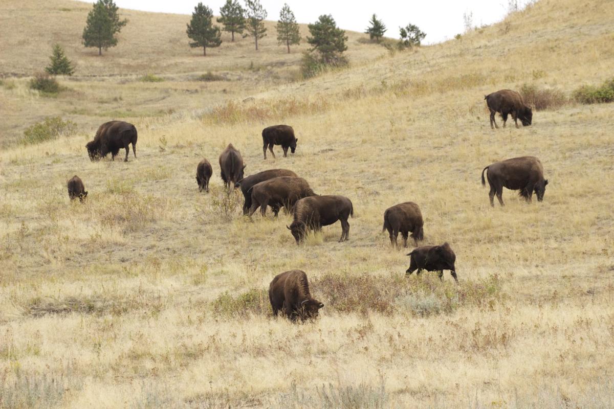 Guest view: National Bison Range belongs to the public