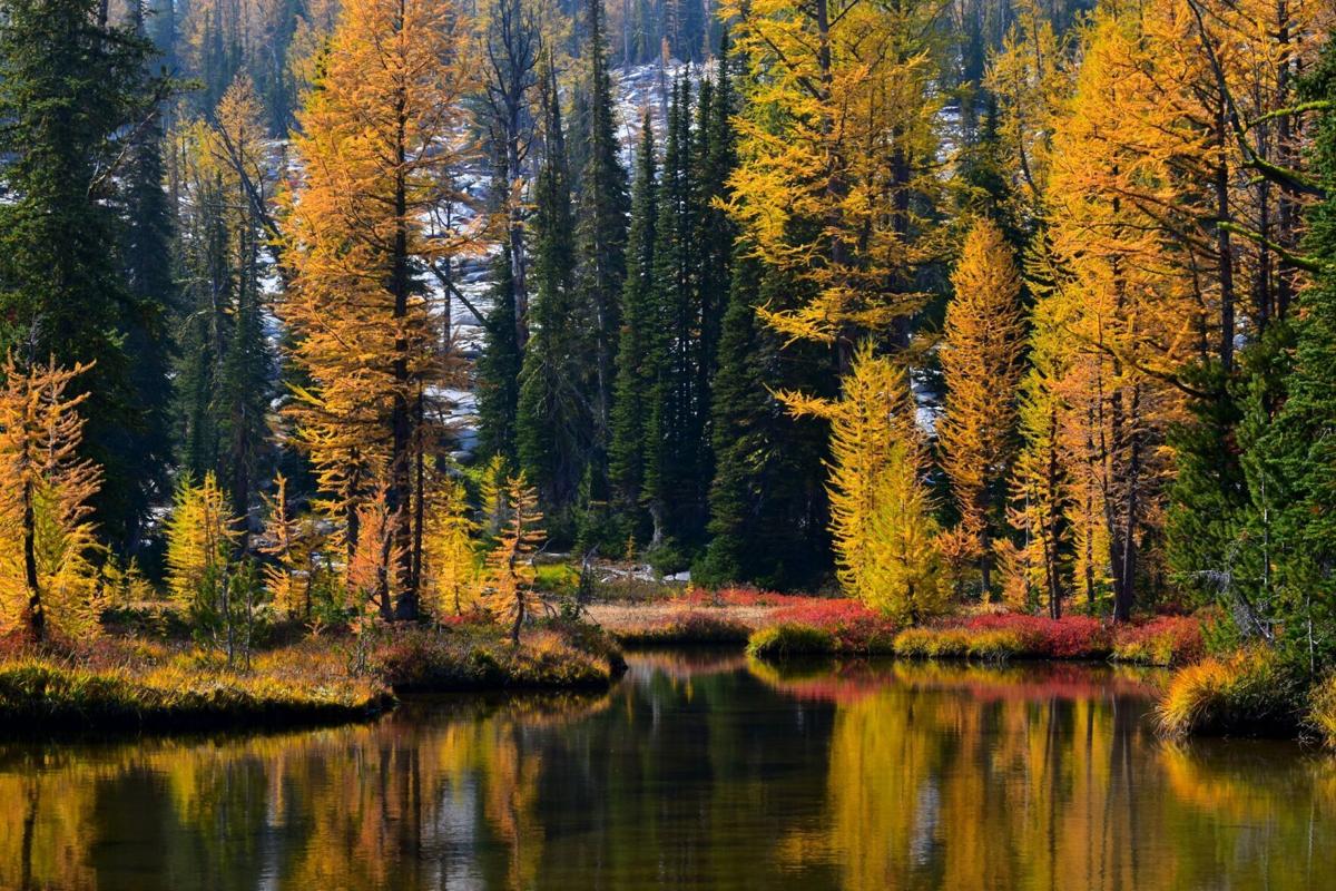 Dave Atkins: Forests and wood - Nature’s solution to extreme weather