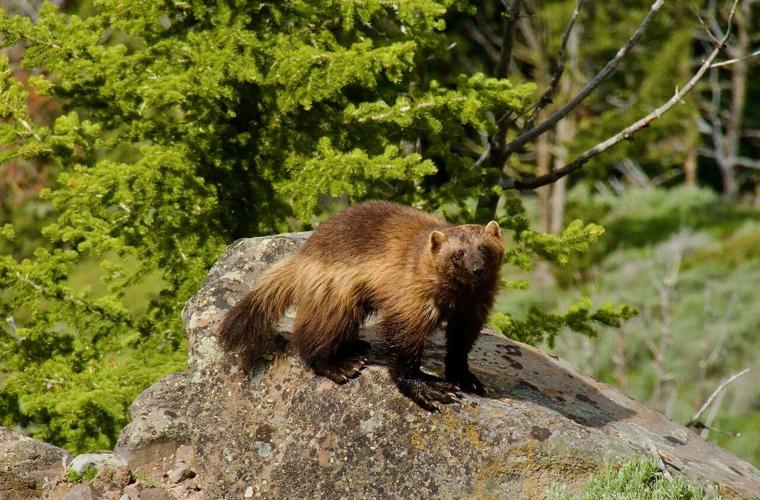 Lawsuit targets wildlife agency for wolverine inaction