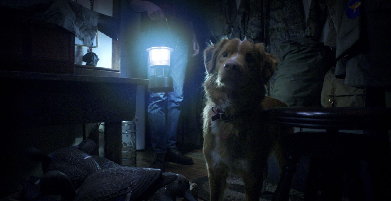 MSU professor's dog makes history in horror film genre
