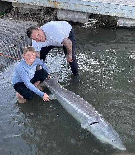 Dozens of sturgeon lost to Snake River mussel treatments
