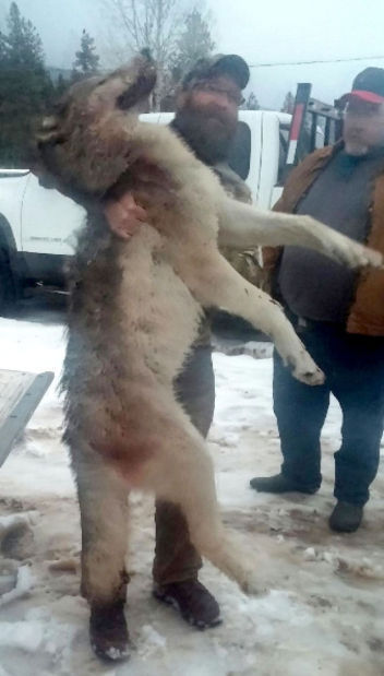 Lone wolf trapped during controversial weekend hunt