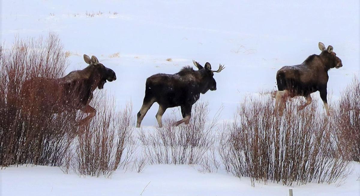 Dry January shrinks snowpack in some basins