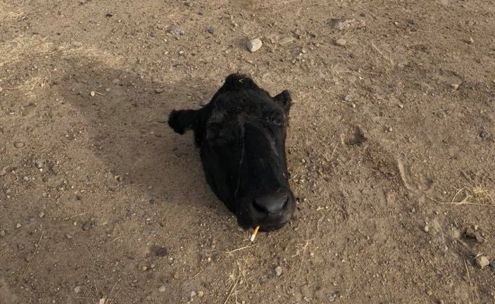 Severed cow head with cigarette in its mouth, elk head found on road in ...