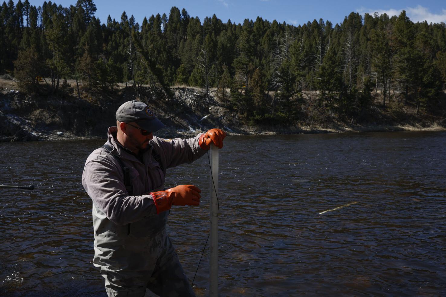 Electrofishing: Netting fish and data on population, disease