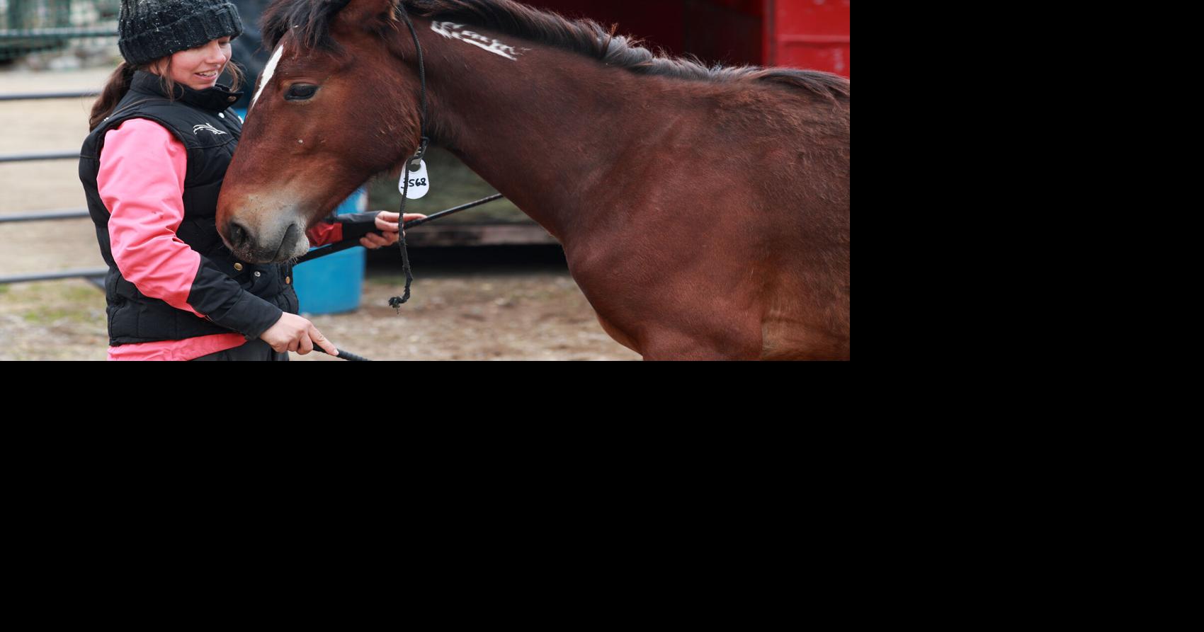 Trained mustangs available at Saturday adoption event in Missoula