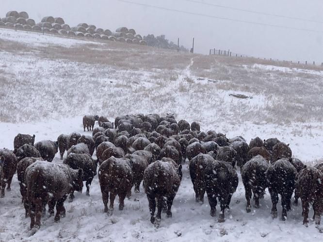 In North Dakota, blizzard presents a challenge but not a crisis for ...