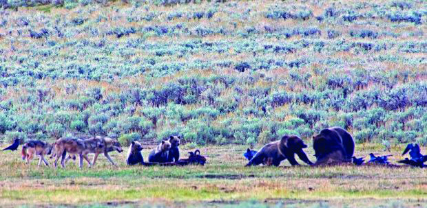 Bears vs. Wolves: Bison carcass draws grizzlies, wolves into ...