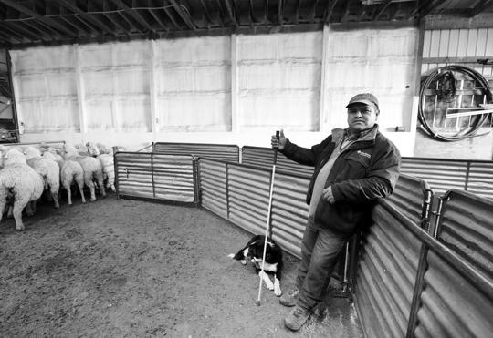 Photos: Dillon family celebrates 150-year tradition of sheep ranching ...