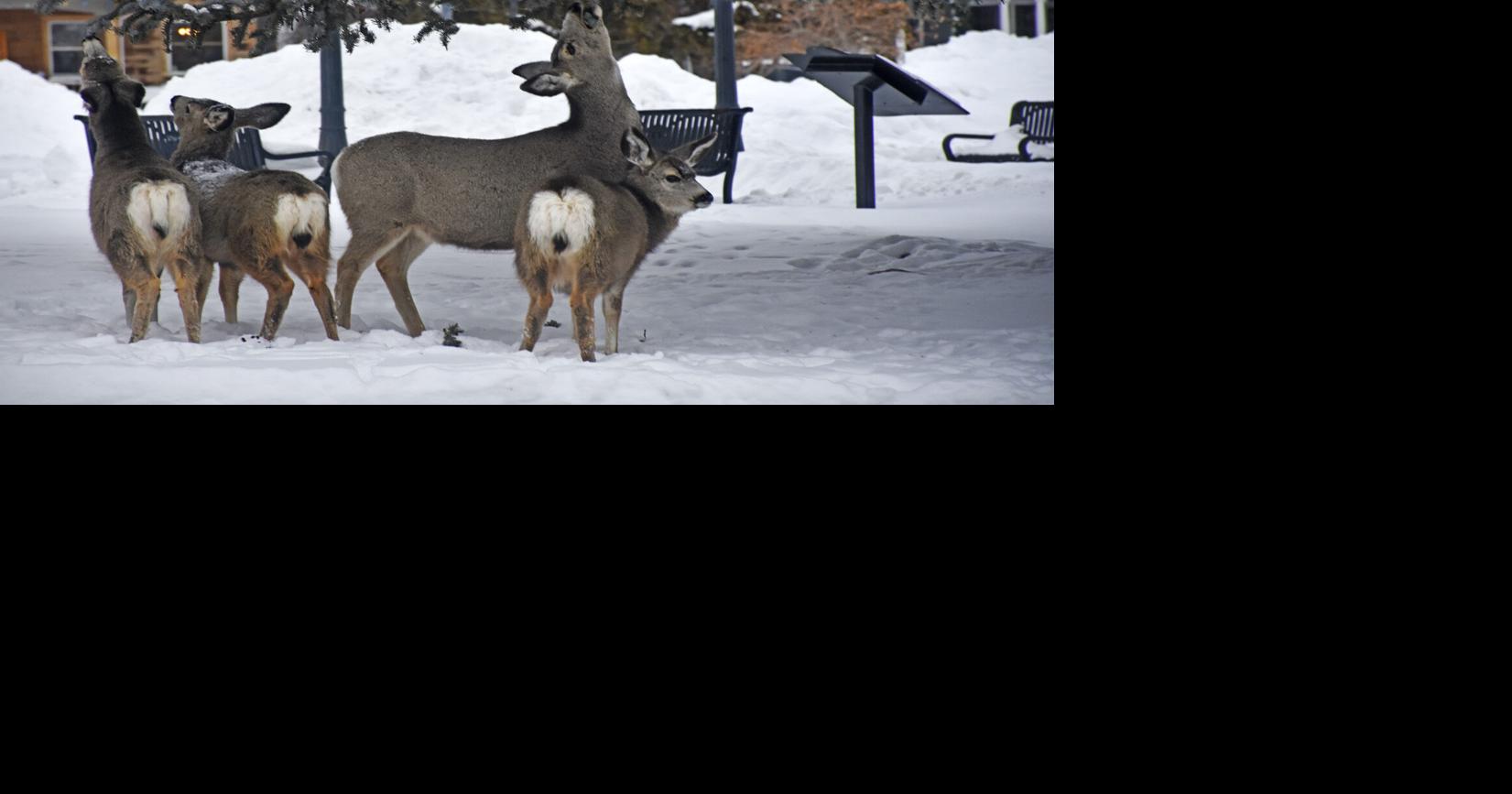 Anaconda asks task force to draft plan for pesky mule deer