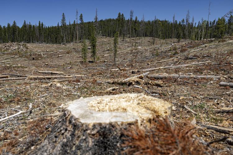 BLM solicits bids for timber sale north of Wise River
